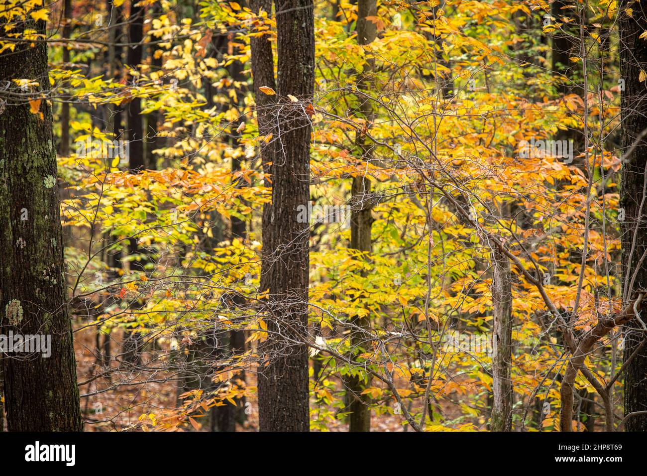 Anneta and Charles Enlow - Sleep Hallow Farms Stock Photo - Alamy