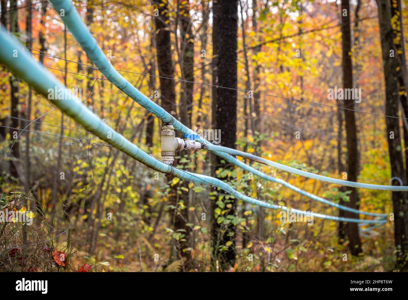 maple syrup tubing Stock Photo - Alamy