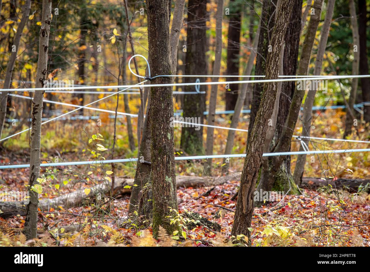 Sap tubing hi-res stock photography and images - Alamy