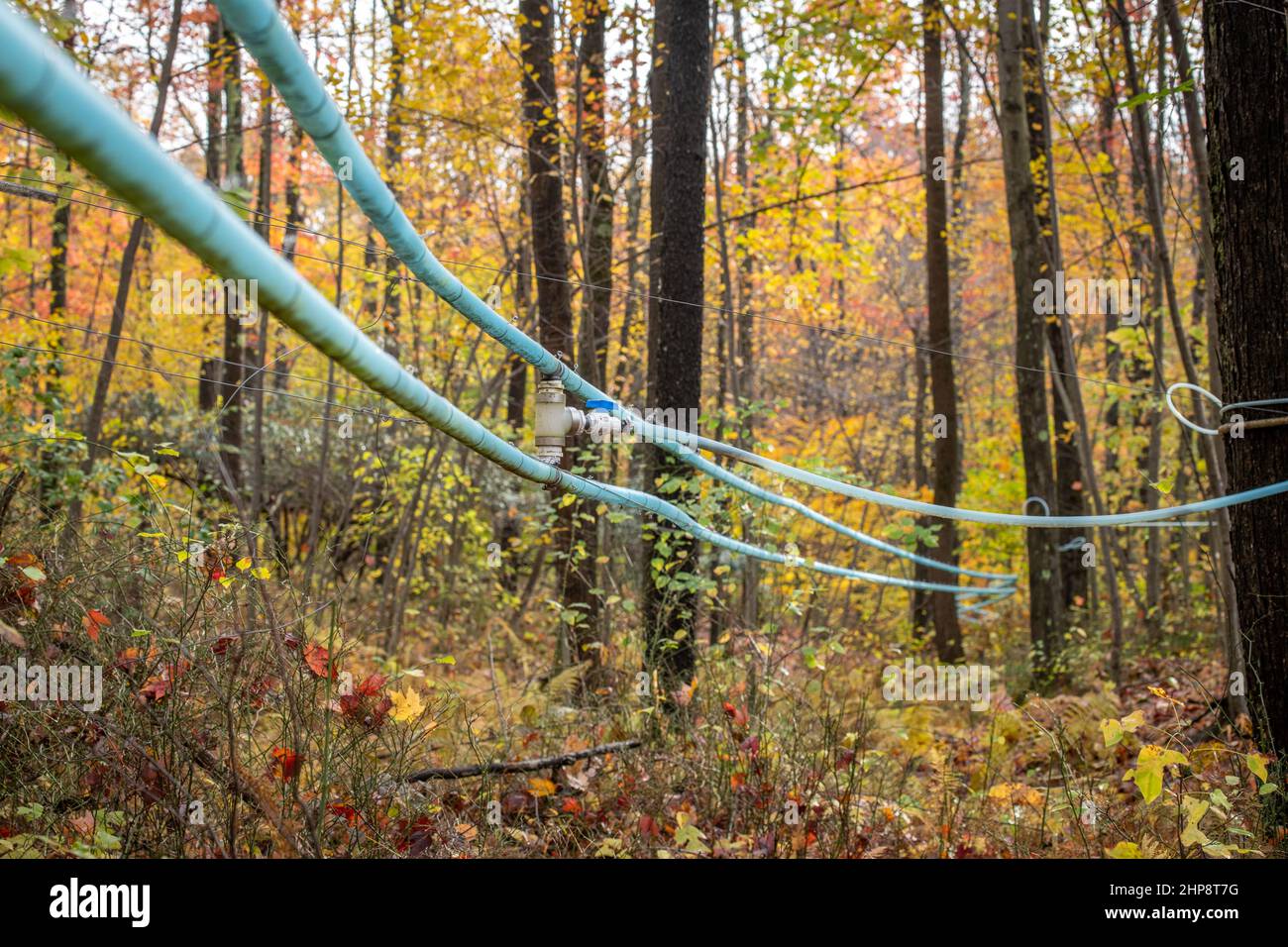 maple syrup tubing Stock Photo - Alamy