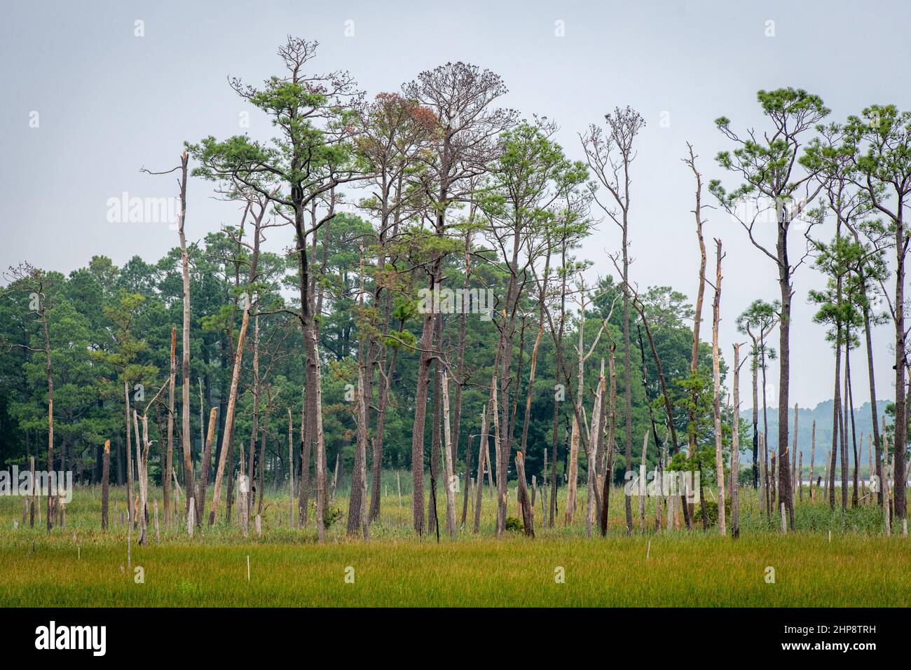 eastern shore marsh Stock Photo - Alamy