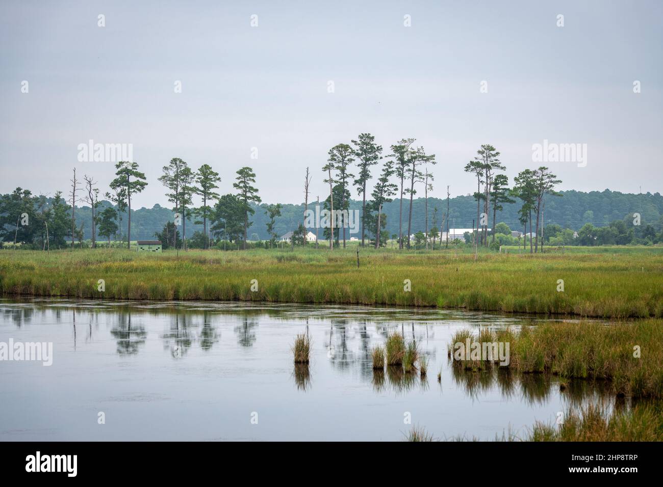 eastern shore marsh Stock Photo - Alamy