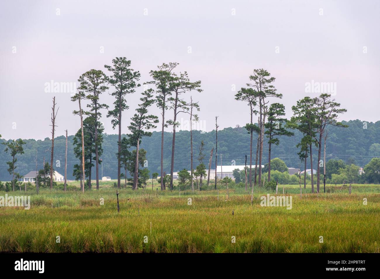 eastern shore marsh Stock Photo - Alamy