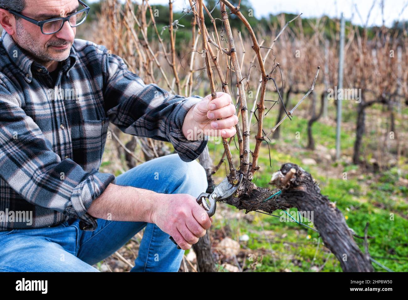 Winegrower pruning the vineyard with professional steel scissors ...
