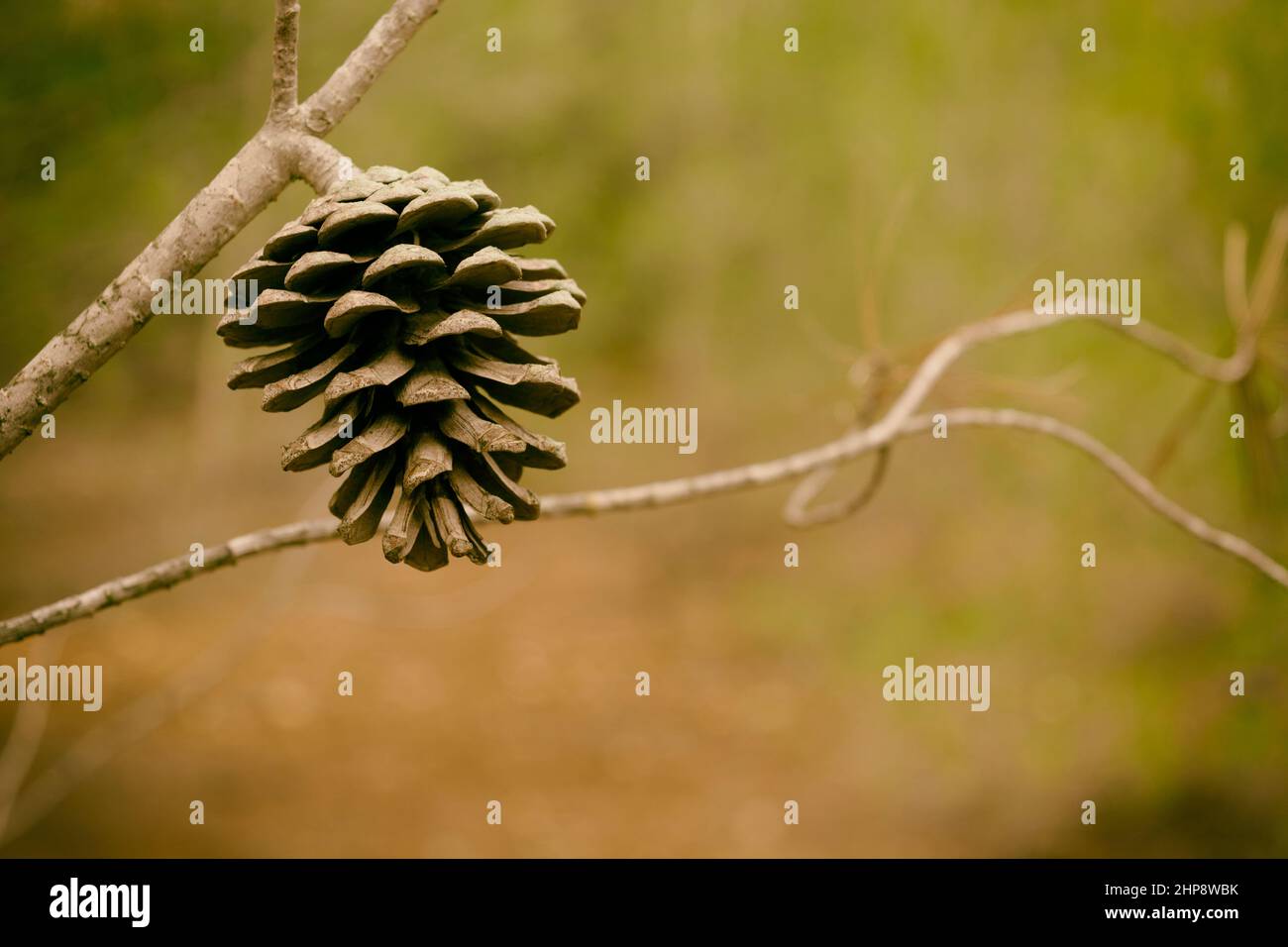Pinecone nature pinetree hi-res stock photography and images - Alamy