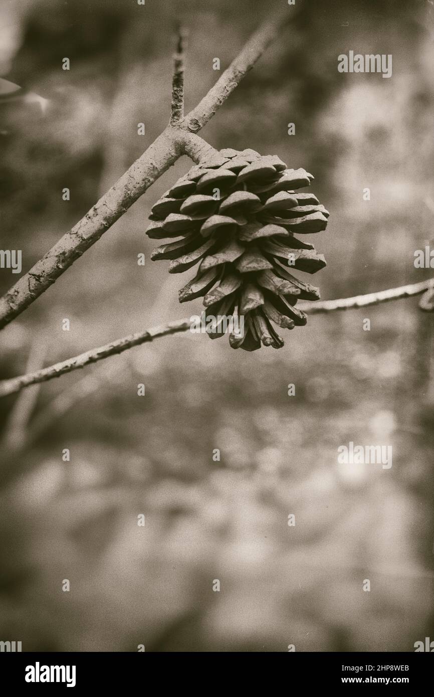 Pinecone nature pinetree hi-res stock photography and images - Alamy