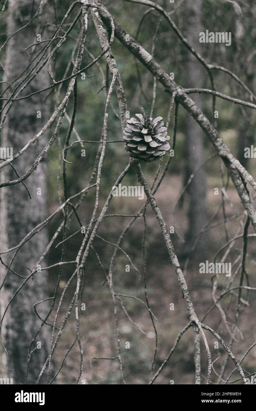 Pinecone nature pinetree hi-res stock photography and images - Alamy