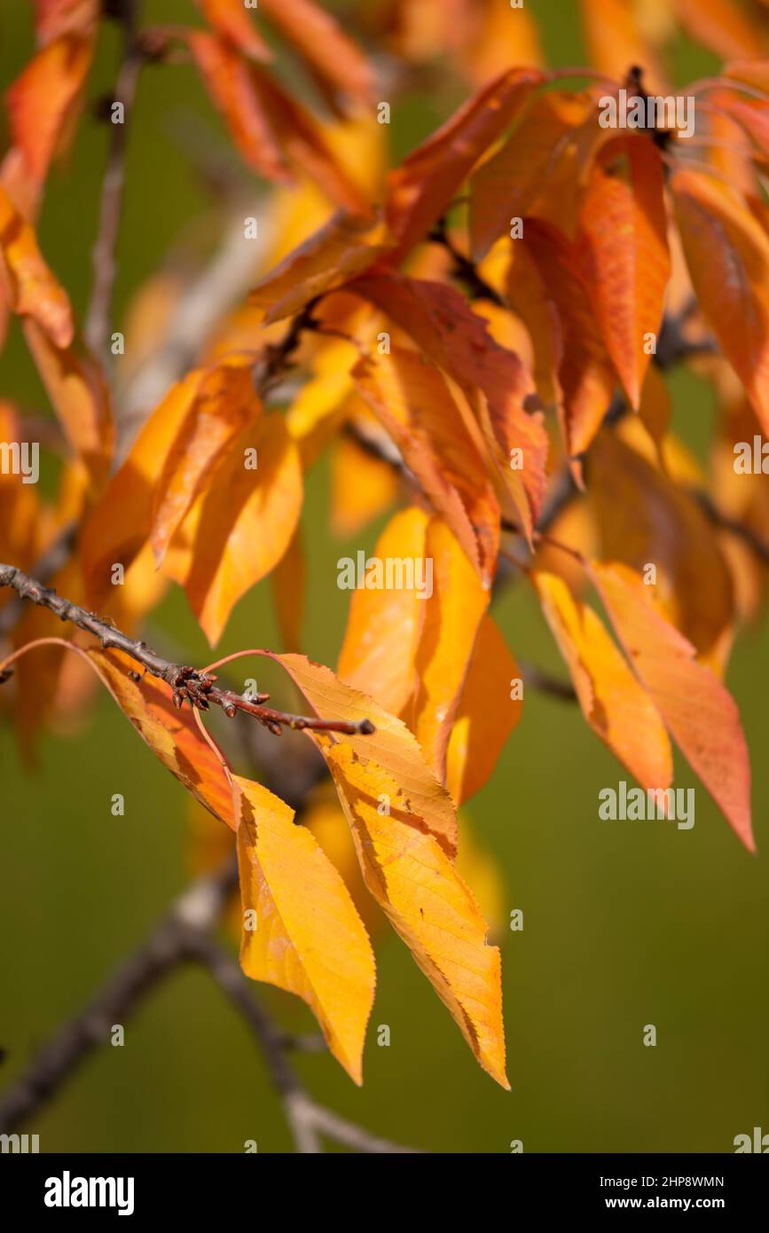 Autumn leaves in a cherry tree Stock Photo - Alamy