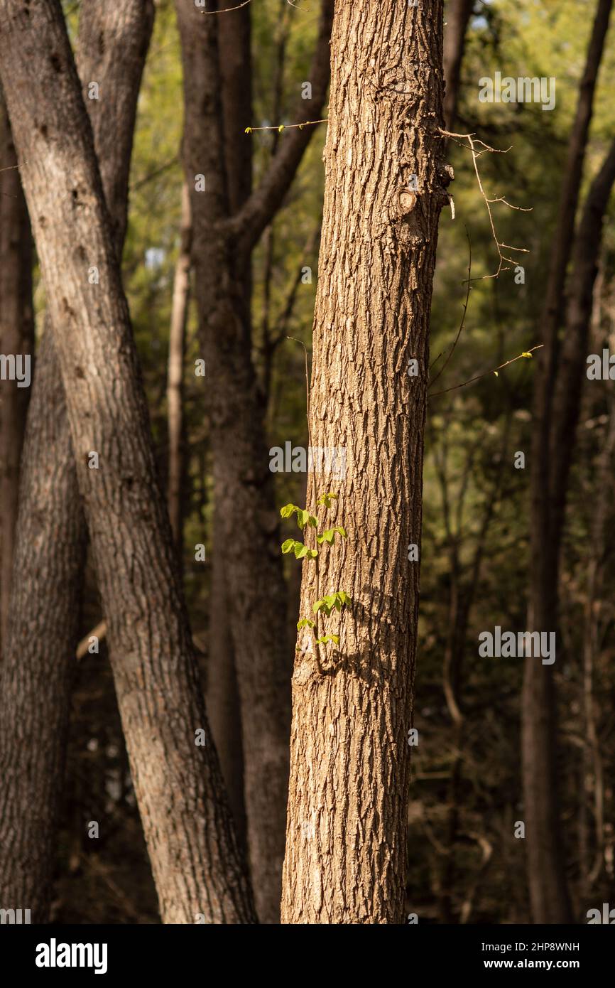 Poplar tree trunks detail Stock Photo - Alamy