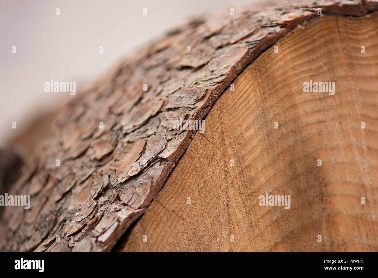 Pine tree bark and annual growth rings Stock Photo - Alamy