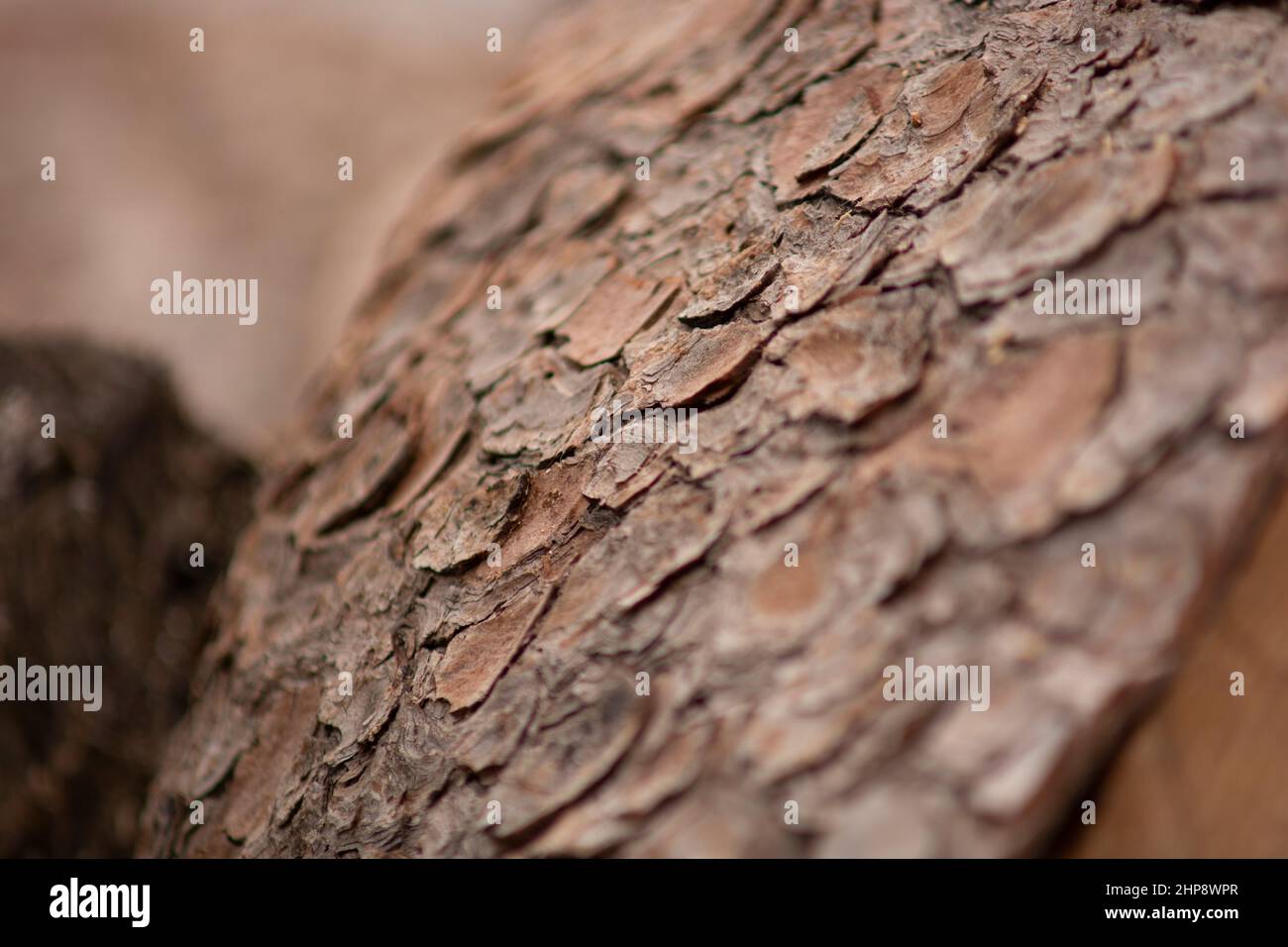 Pine tree bark Stock Photo - Alamy