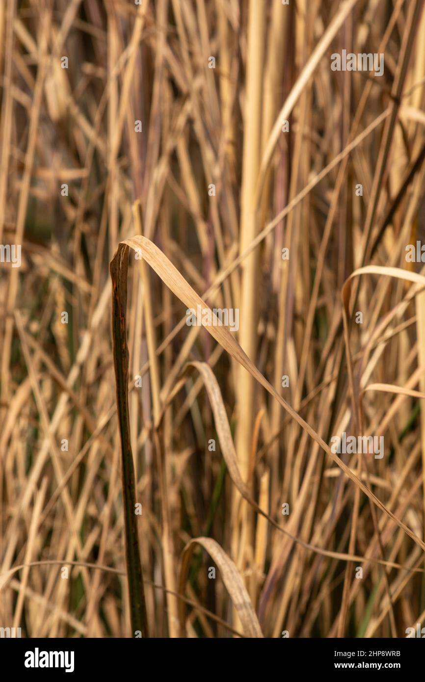 Plants linear leaves hi-res stock photography and images - Alamy