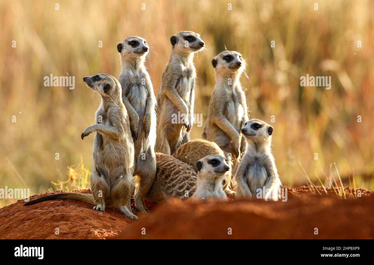 Meerkat, South Africa Stock Photo - Alamy