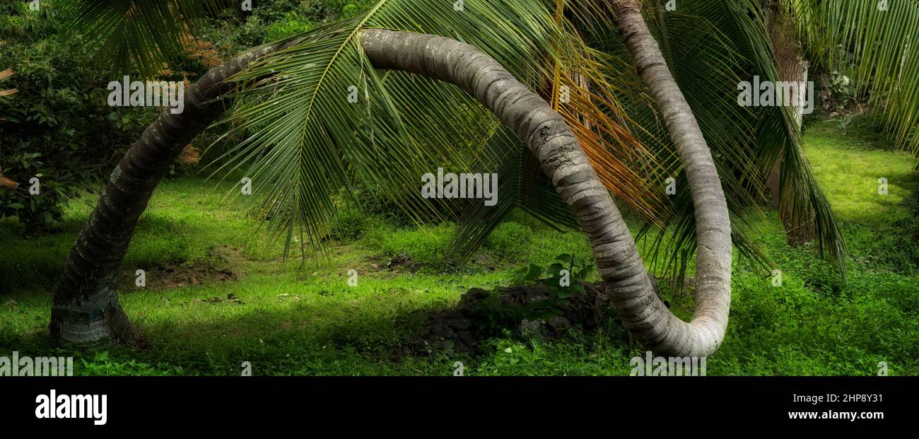 Twisted palm tree hi-res stock photography and images - Alamy