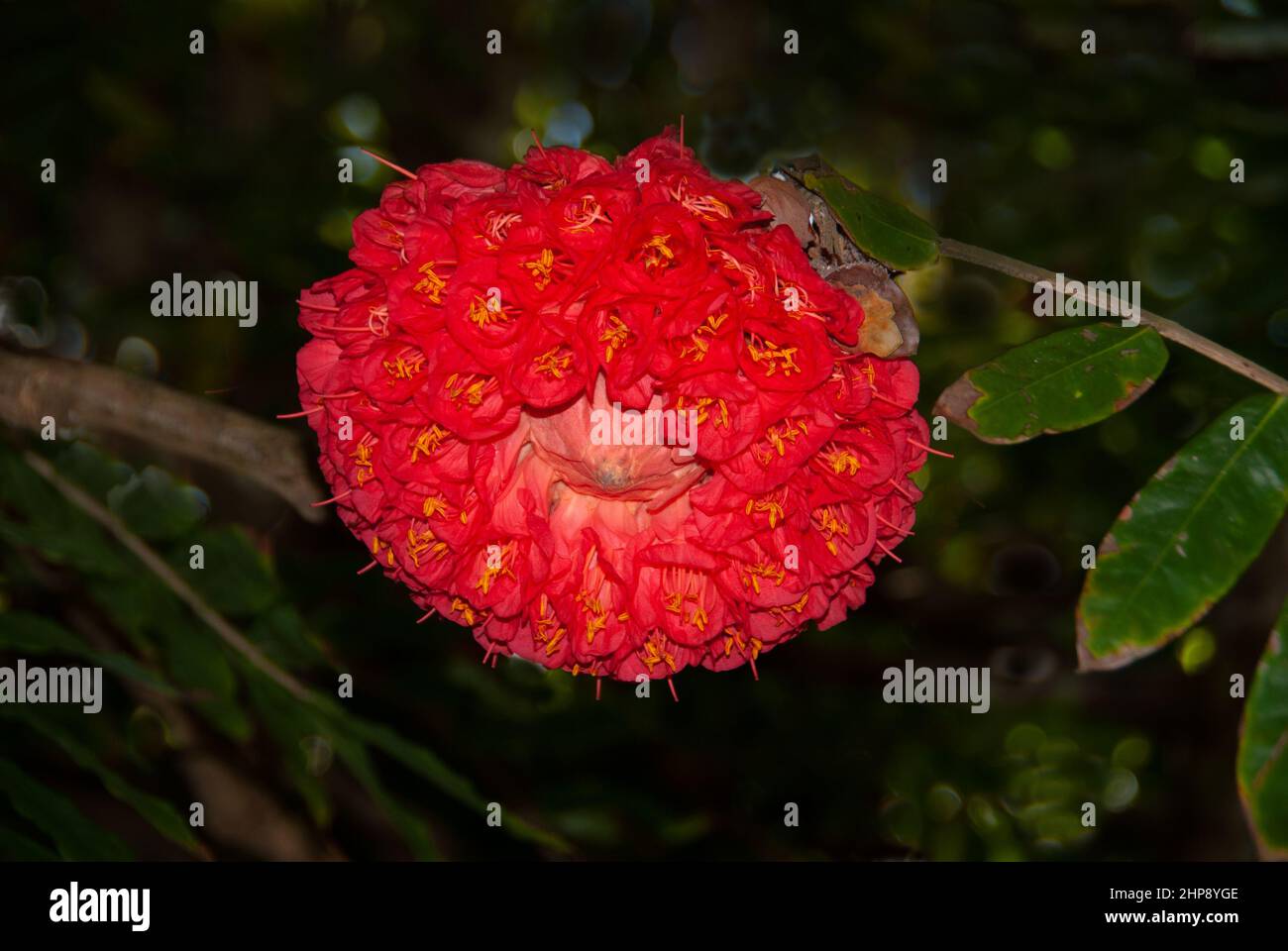 Brownea grandiceps (rose of Venezuela) is native to South America but ...