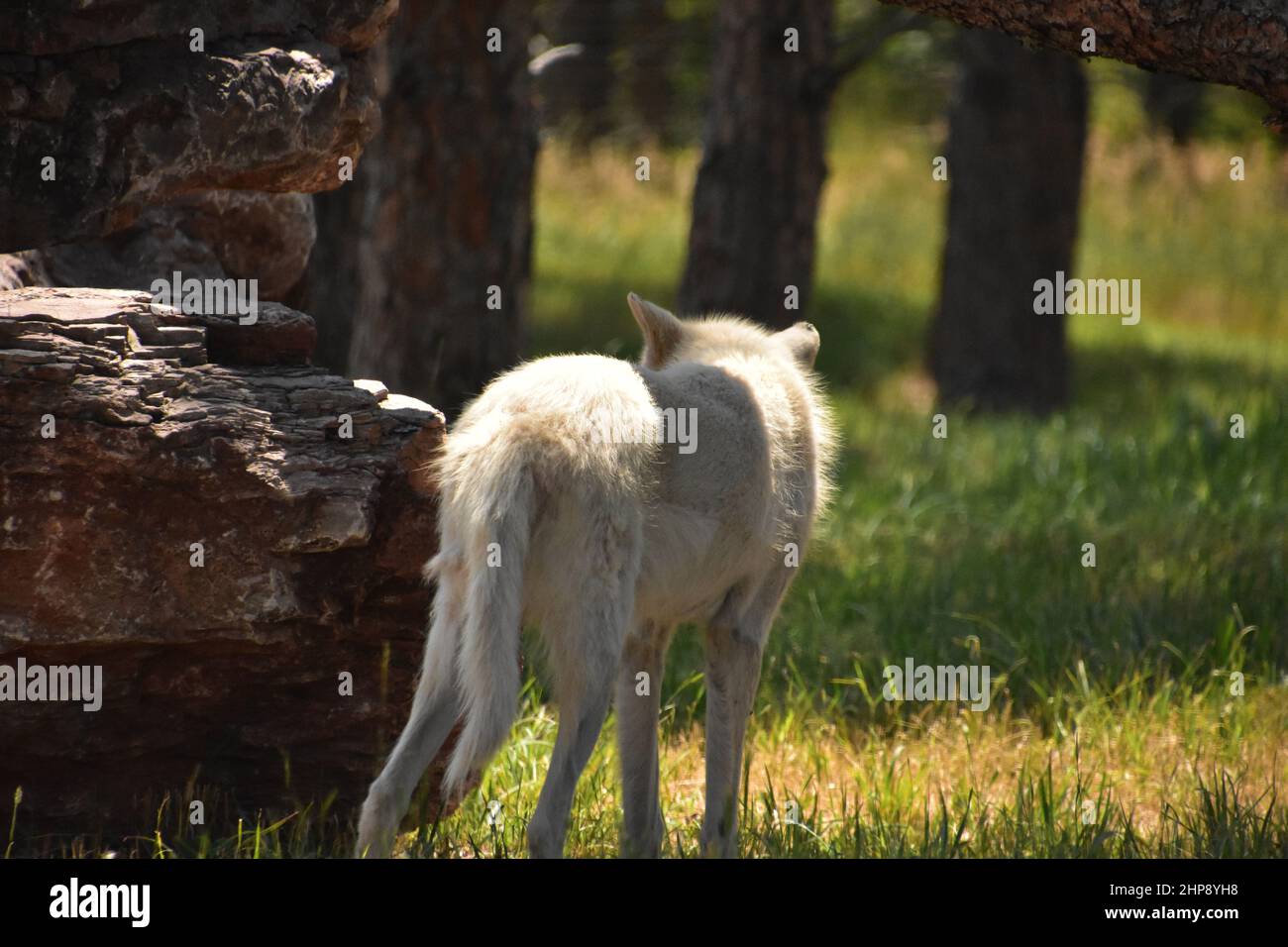 View of the backside of a white wolf in green grass in the wild Stock ...