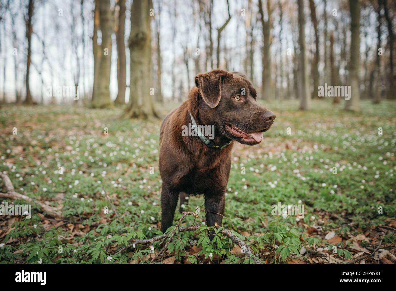 A dog standing on top of a grass covered field Stock Photo - Alamy