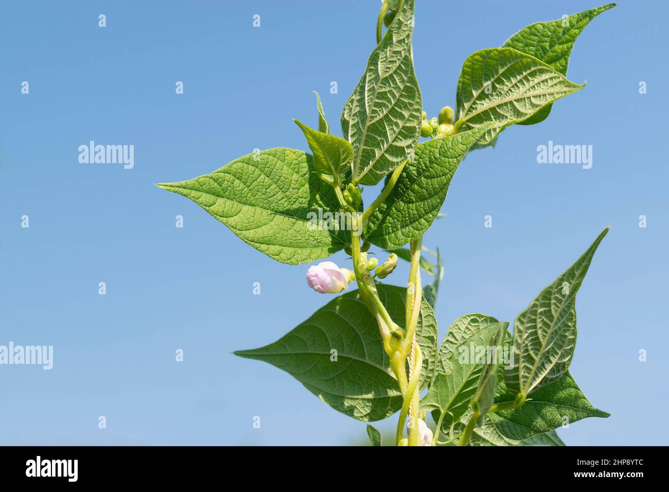 Haricot bean hi-res stock photography and images - Alamy