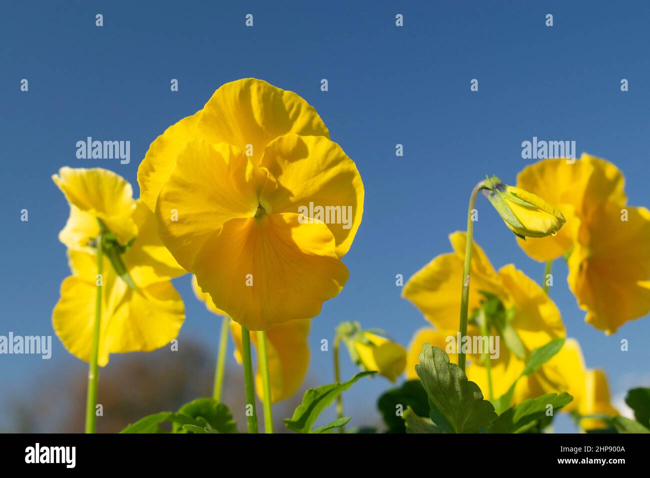 Clear violet blue flowers hi-res stock photography and images - Alamy