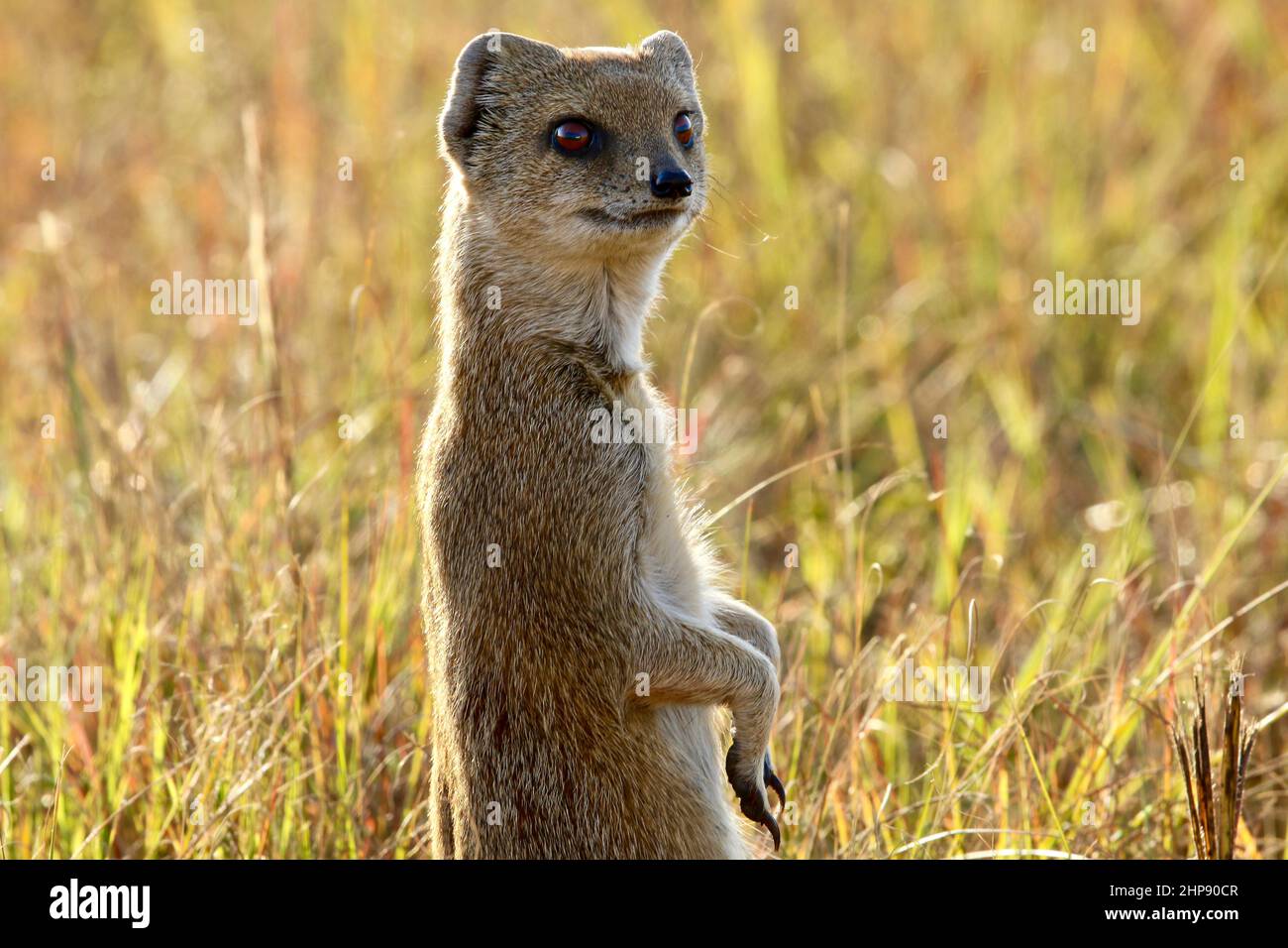 Cute yellow mongoose hi-res stock photography and images - Alamy