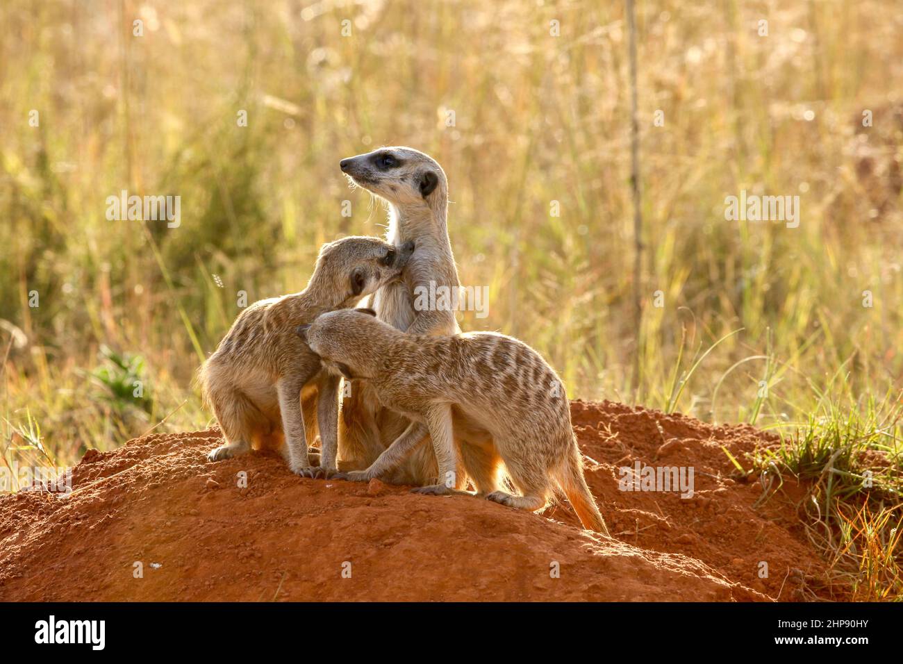 Meerkat, South Africa Stock Photo - Alamy