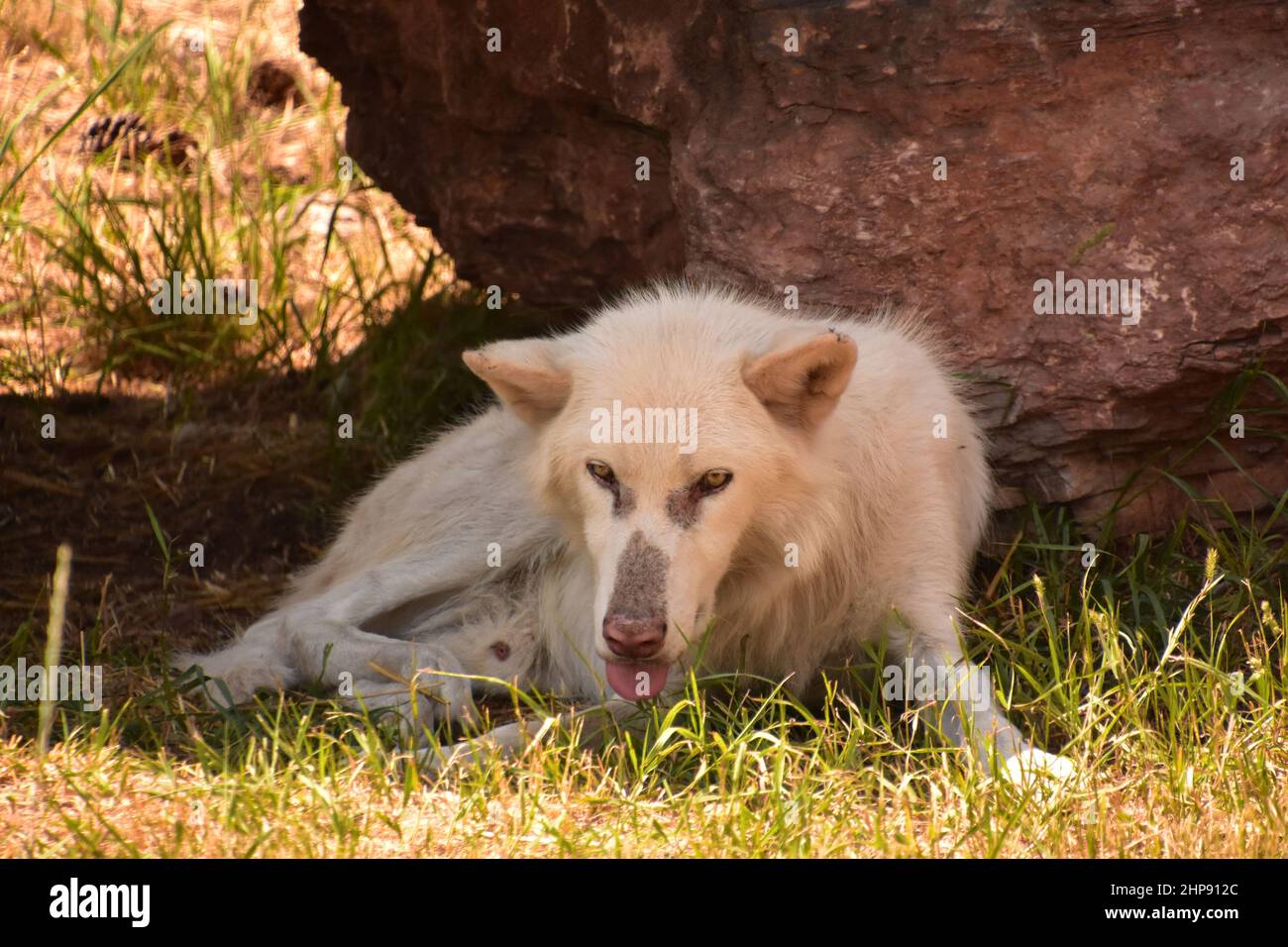 Wild timber wolf with his tongue peaking out in the wild Stock Photo ...