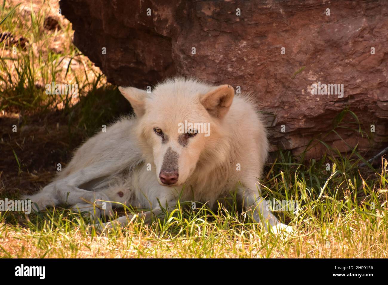 Beautiful white timber wolf resting in the shade during the summer ...