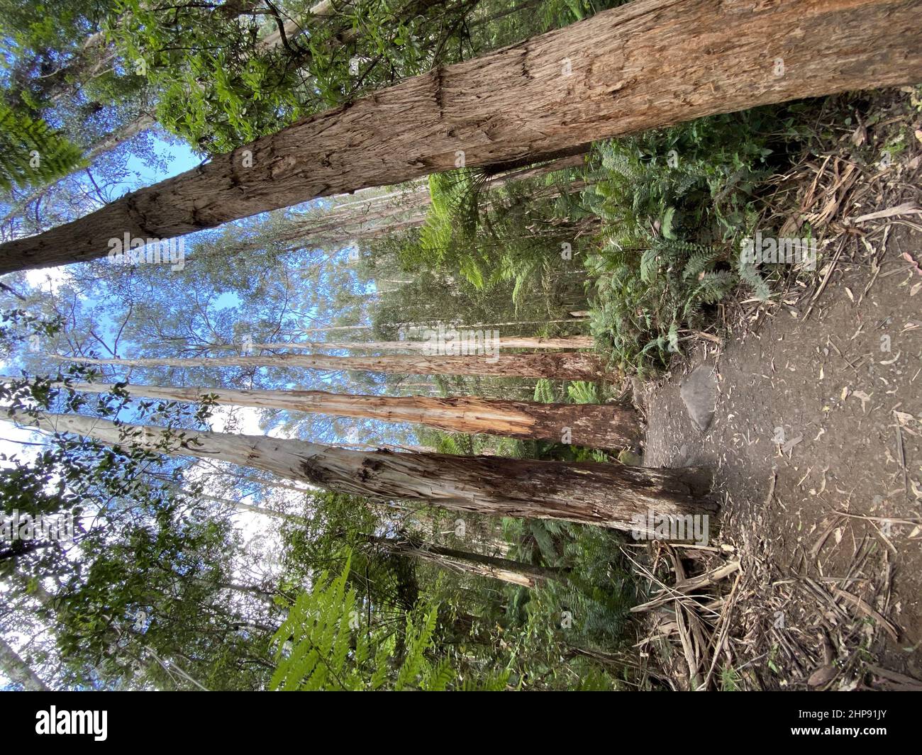 Low angle of a pathway among pine trees in a green forest against the ...