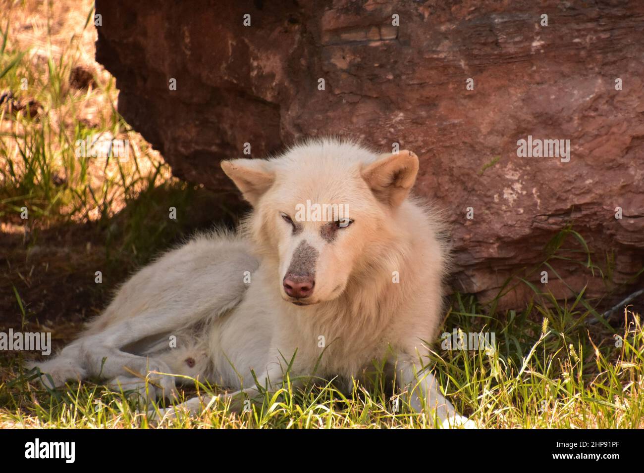 Gorgeous sweet face of a fluffy white wolf resting in the shade Stock ...