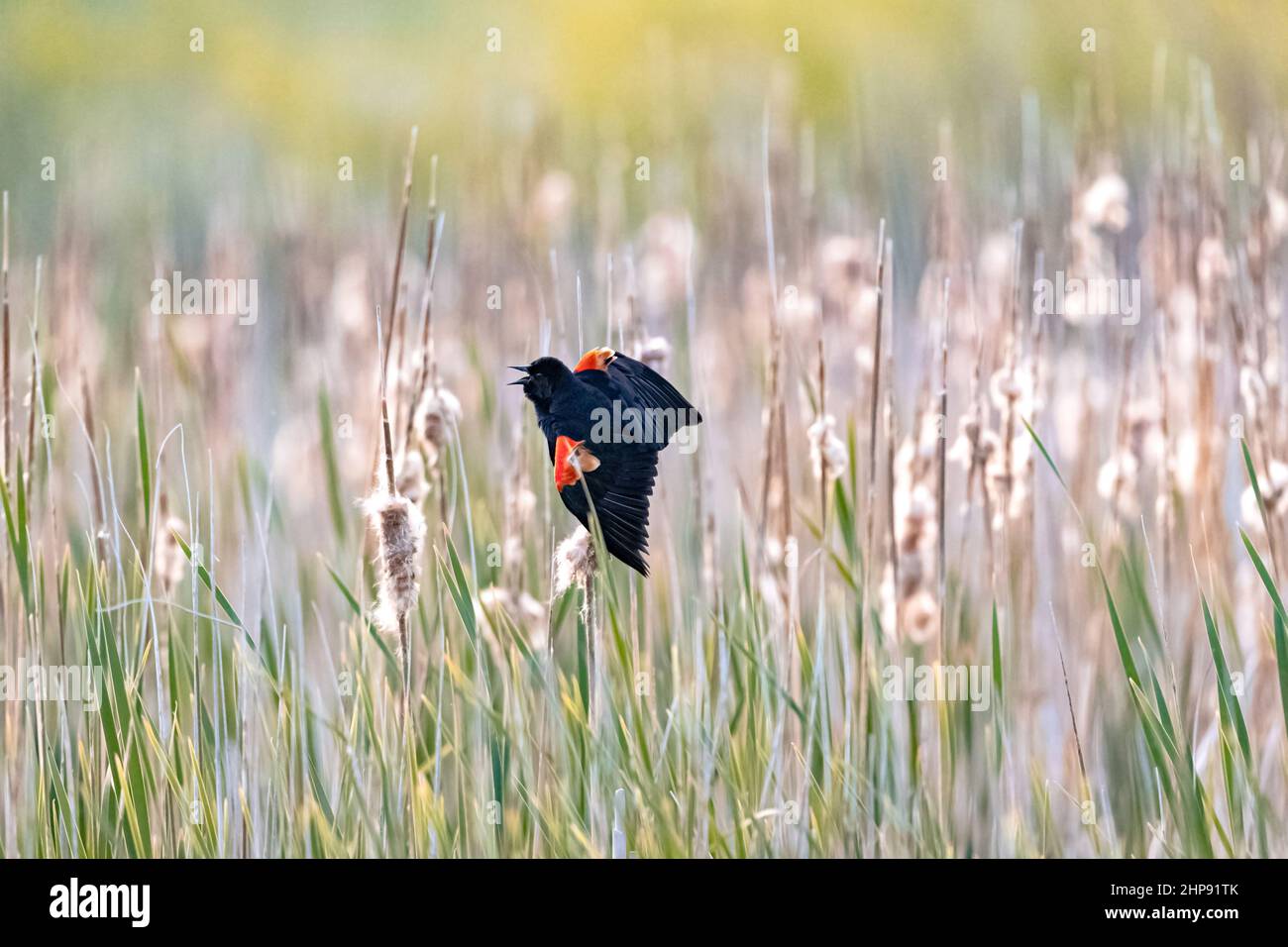 A Red-winged Blackbird perched in a soft field of cattails and wild ...
