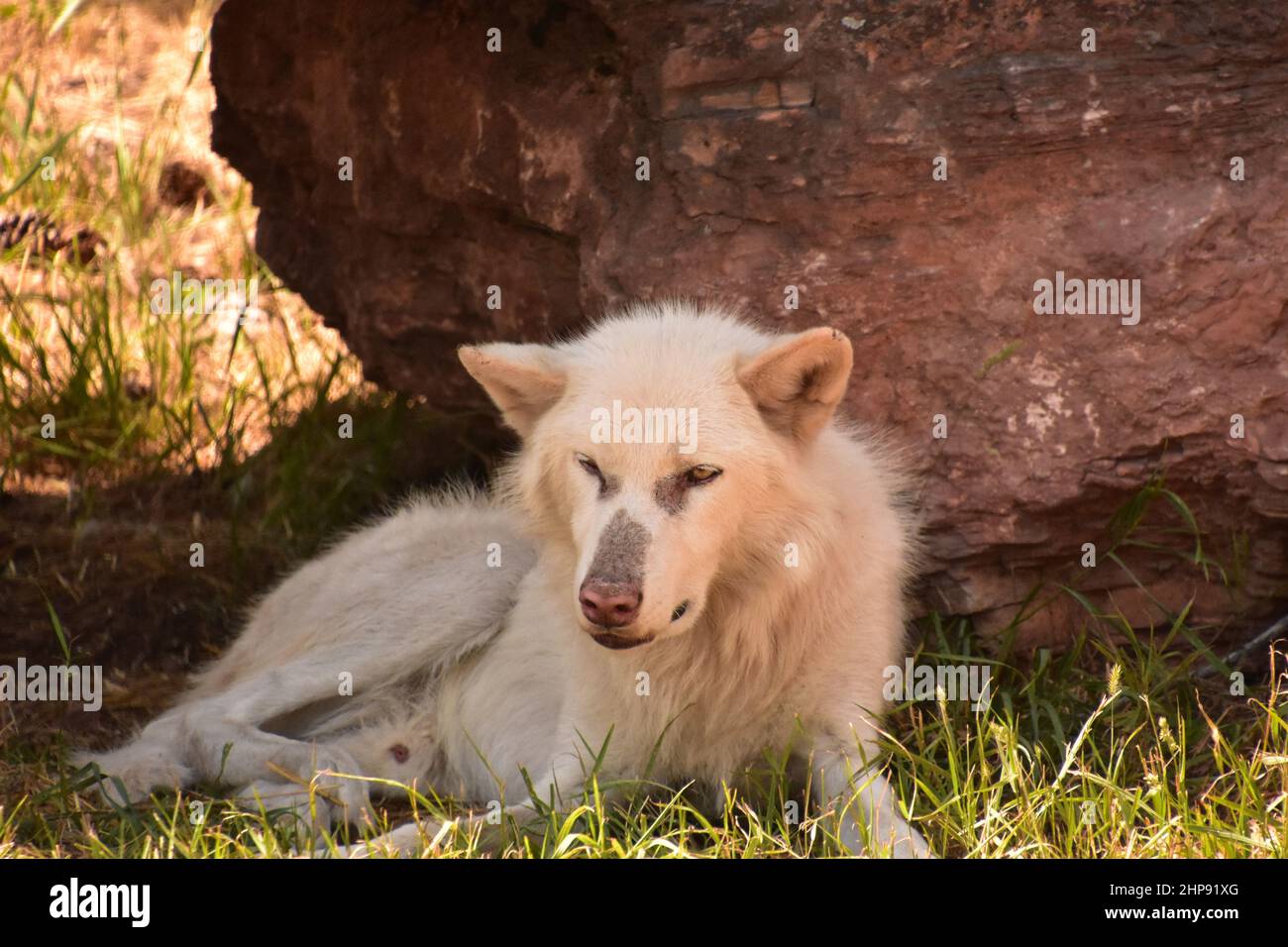 White timber wolf with a pink nose resting in front of a red rock in ...