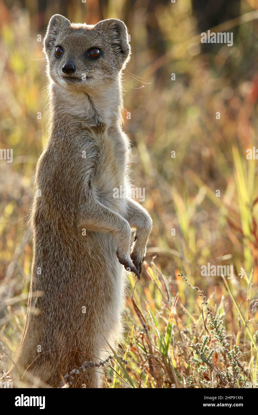 Mongoose South Africa Bags at Viola Joy blog