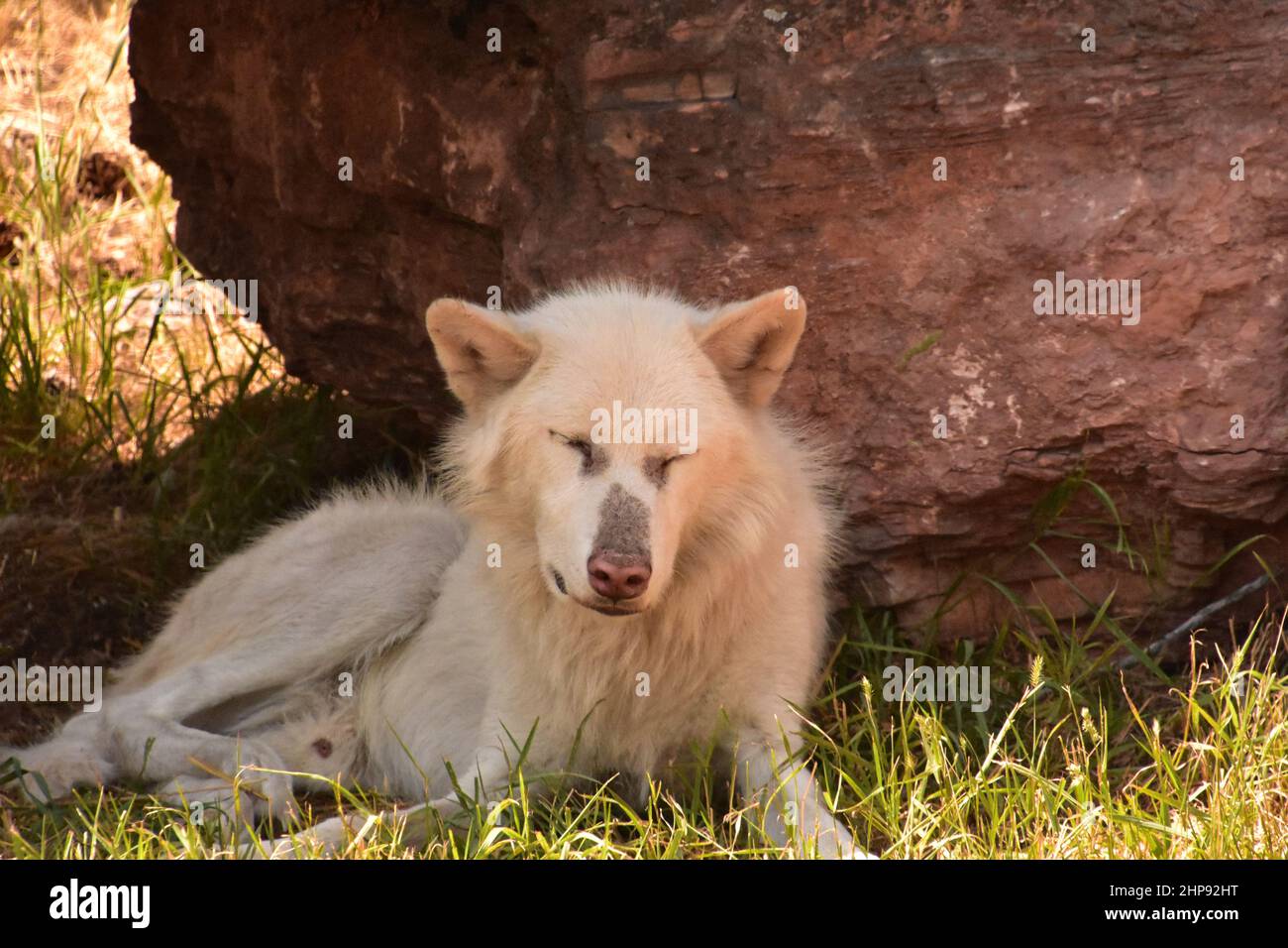 Beautiful male white wolf resting in the shade of a rock in the summer ...