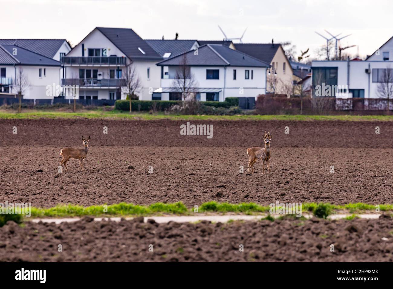 Wild animals like deer are getting closer and closer to human ...