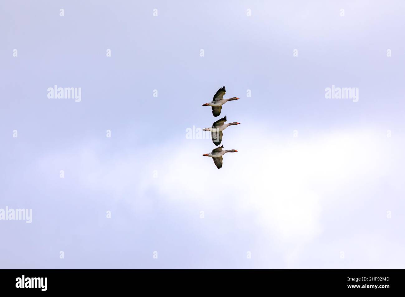 Ducks close together flying in formation isolated against the clouds ...