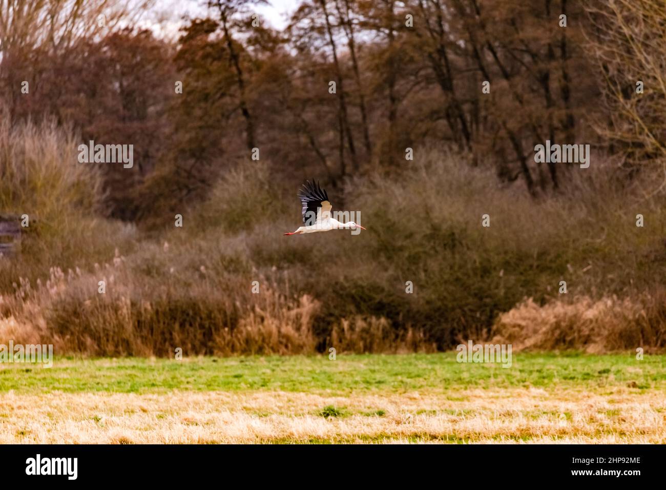A rattle stork isolated in front of trees in winter Stock Photo - Alamy