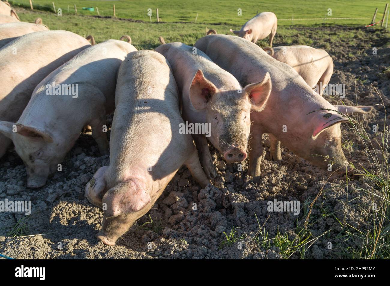 pigs dig in the mud Stock Photo - Alamy