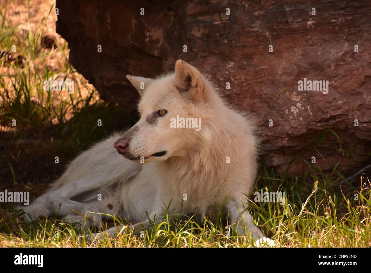 Fantastic capture of a side profile of a wild timber wolf Stock Photo ...