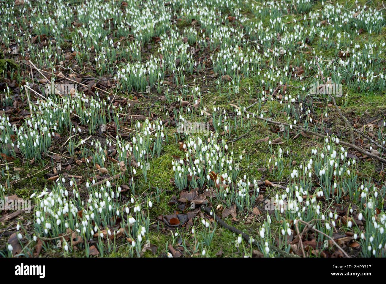 Native woodland species hi-res stock photography and images - Alamy