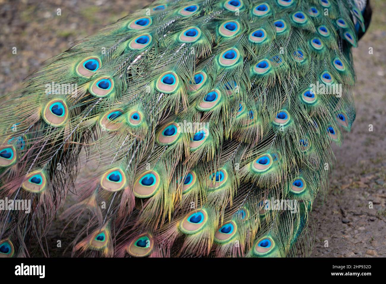 Unusual birds hi-res stock photography and images - Alamy