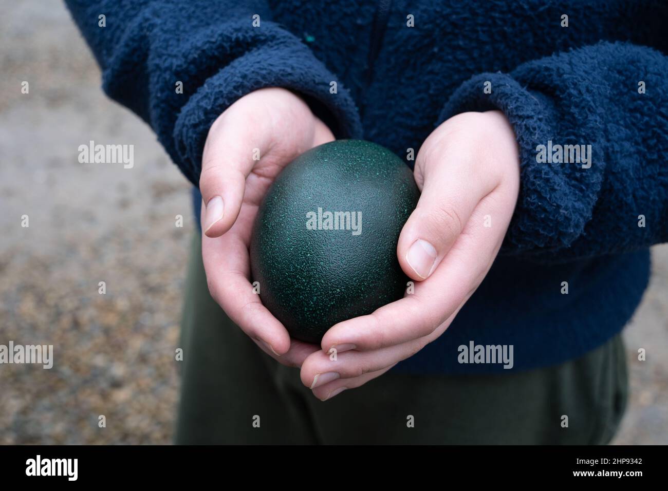 A youth holds and emu egg on a farm in Northumberland, UK. Keeping emus ...