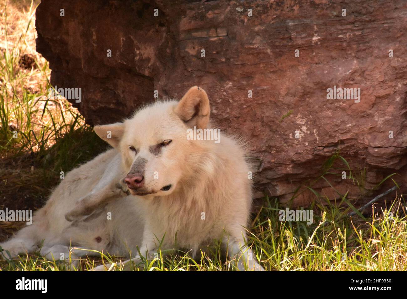 Timber wolf itching his ear with his back foot while laying down Stock ...