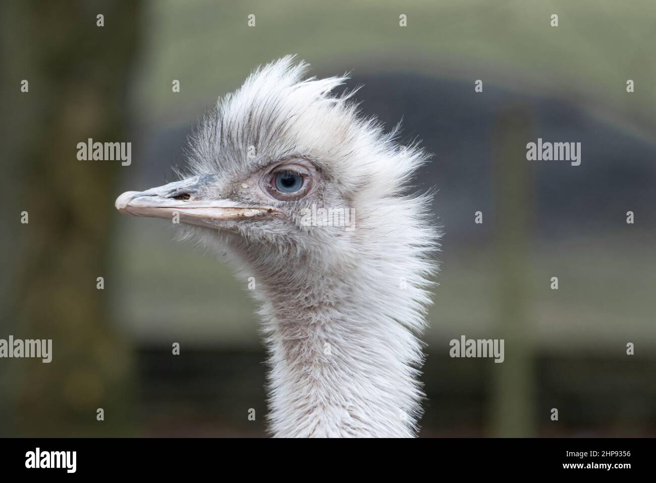 Young rhea (Rhea americana), on a farm in Northumberland, UK. Keeping ...