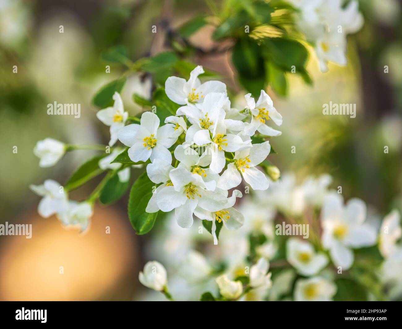 White blossoming apple trees. White apple tree flowers. Spring season ...
