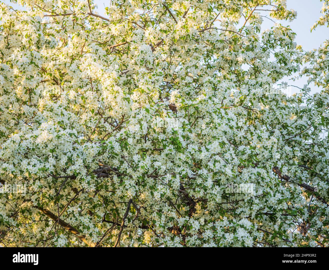 White blossoming apple trees. White apple tree flowers. Spring season ...
