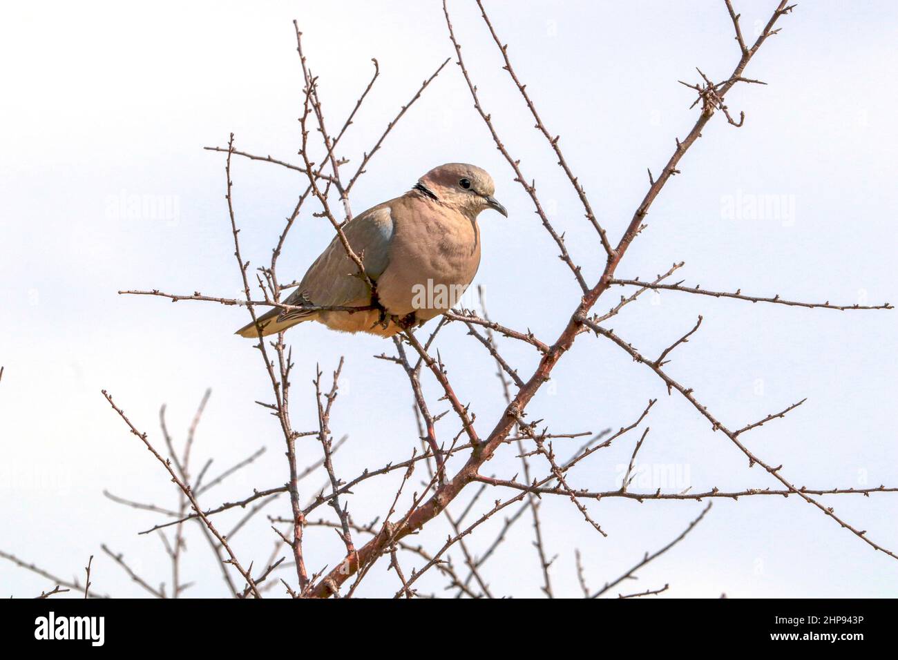 Cape Turtle Dove, South Africa Stock Photo - Alamy