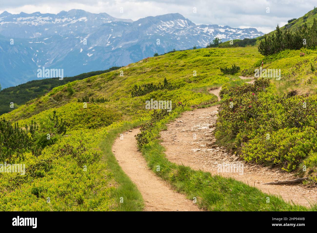 Alpine roses in the mountains hi-res stock photography and images - Alamy