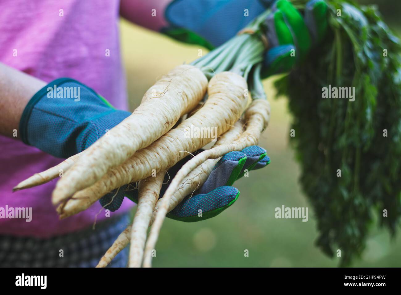 Farmer is holding a root parsley vegetables in her hands, Harvest in ...