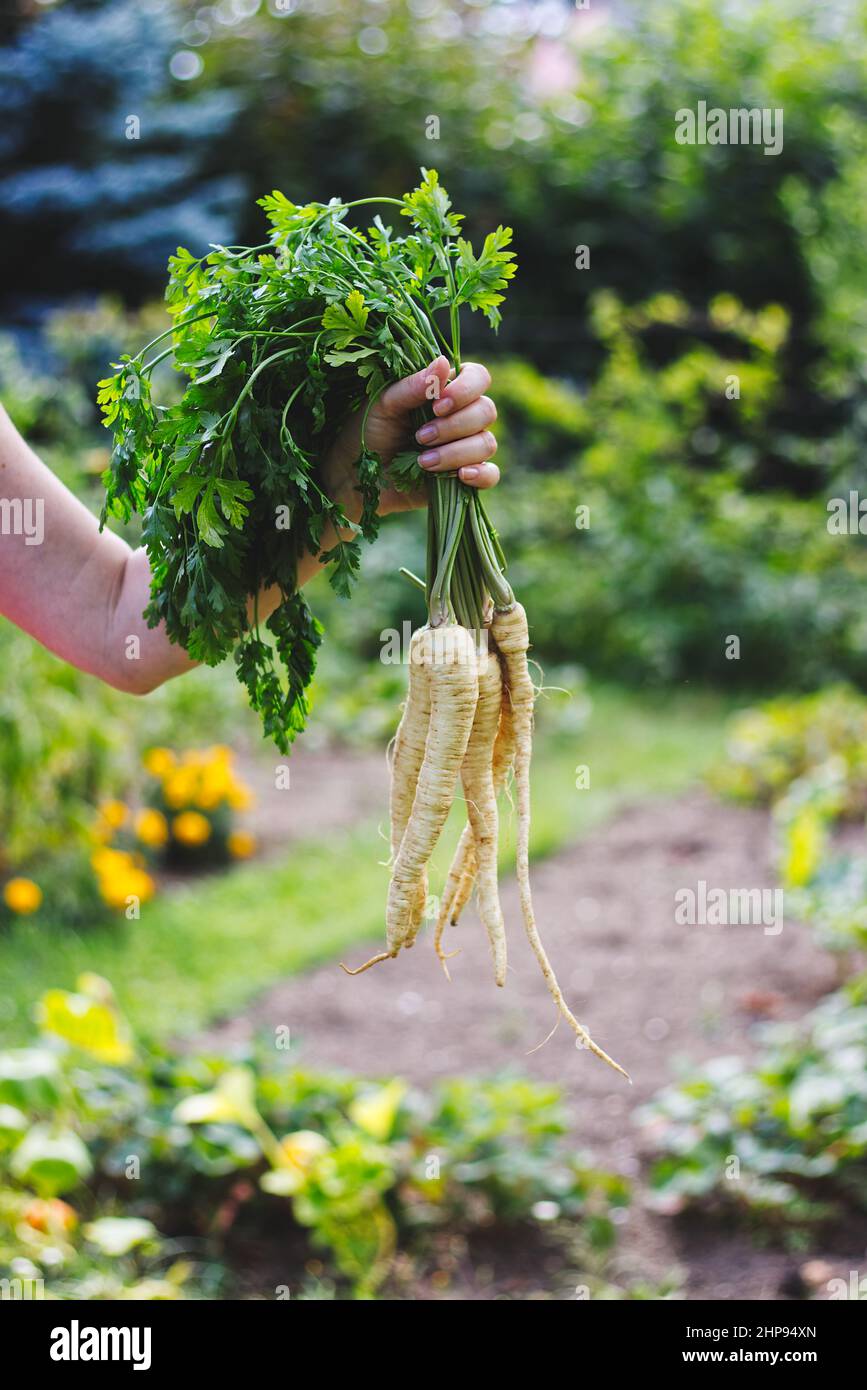 Farmer is holding a root parsley vegetables in her hands, Harvest in ...