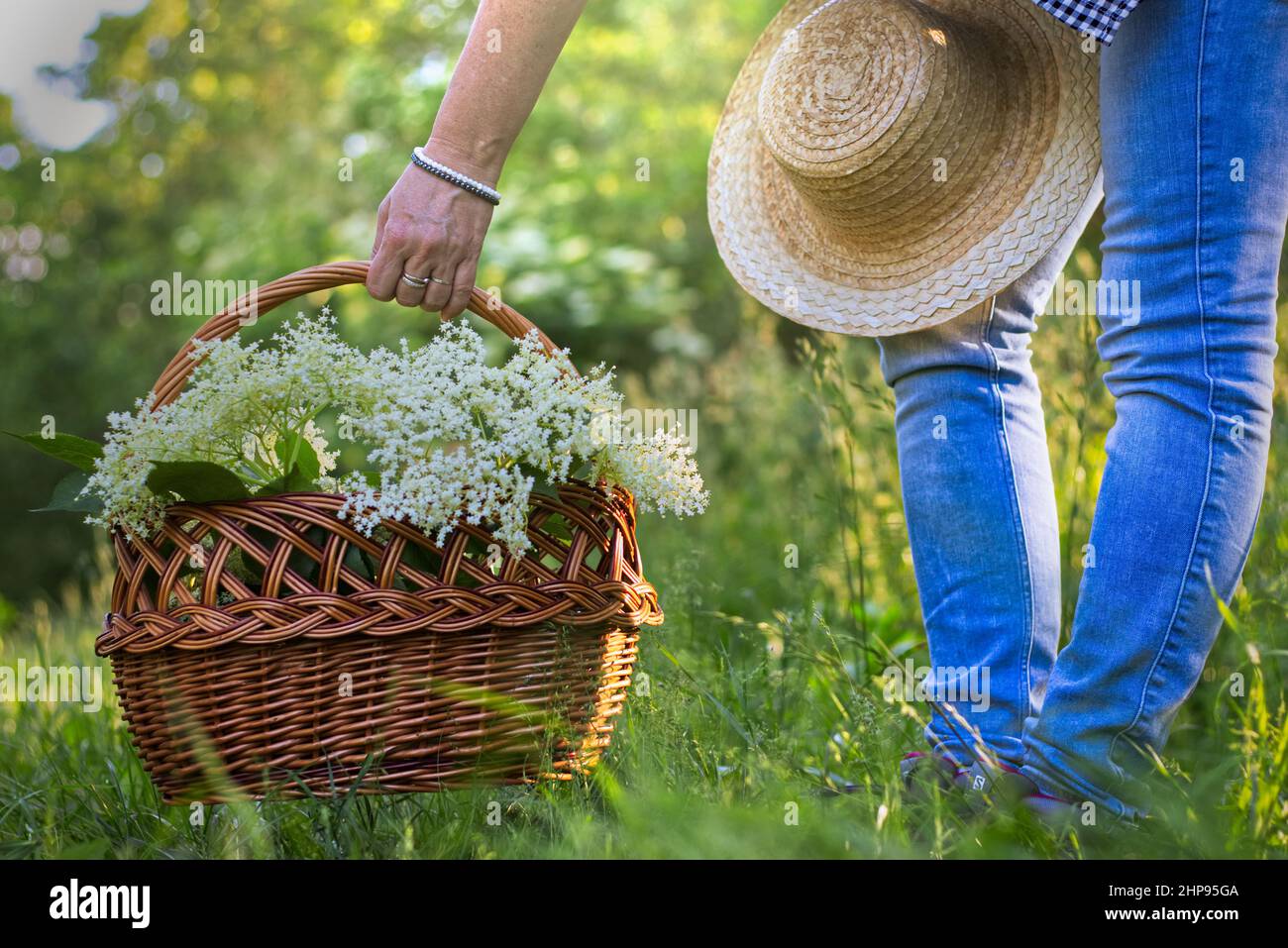 Woman with wicker basket is harvesting elderberry flower, woman picking ...
